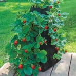 Creative Strawberry Planter Ideas That Save Space - Enthralling Gumption