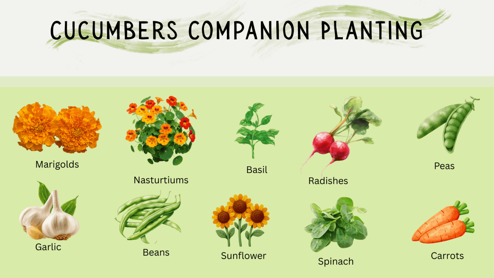 19 Best Companion Planting for Cucumbers - Enthralling Gumption