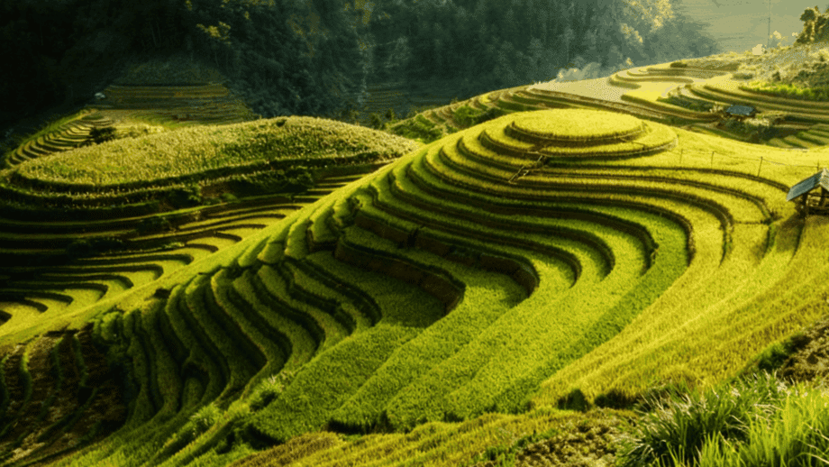 Soil Conservation Methods: Types, Benefits, and Limits - Enthralling ...