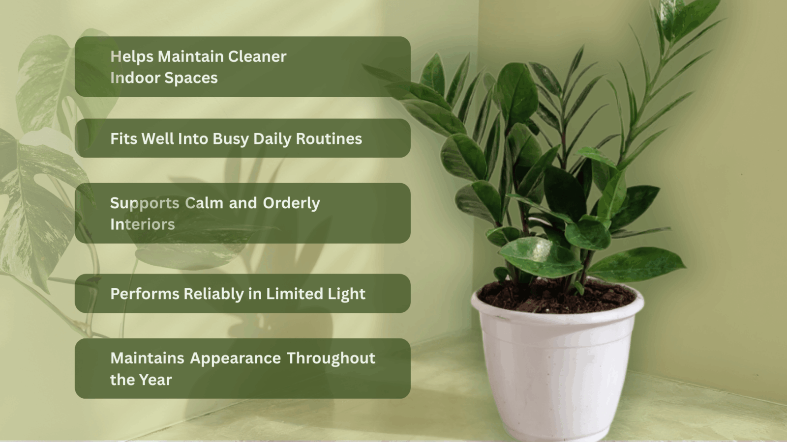 ZZ Plant Benefits at Home You Should Know - Enthralling Gumption